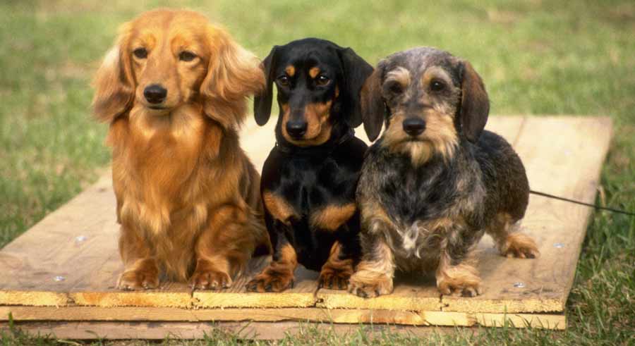 Dachshund History - Hampdach Dachshunds